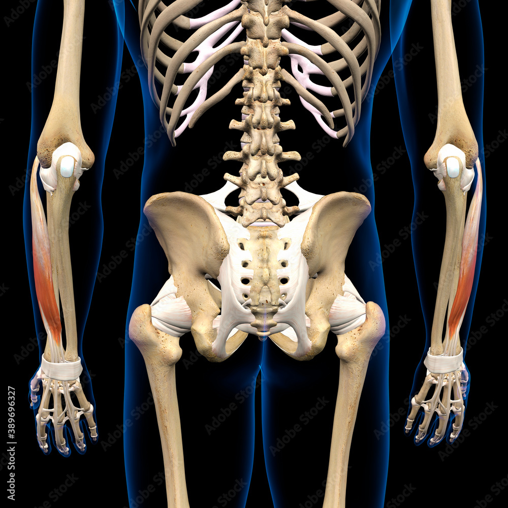 Lower Arm Extensor Digitorum Muscles Isolated on Male Human Skeleton ...