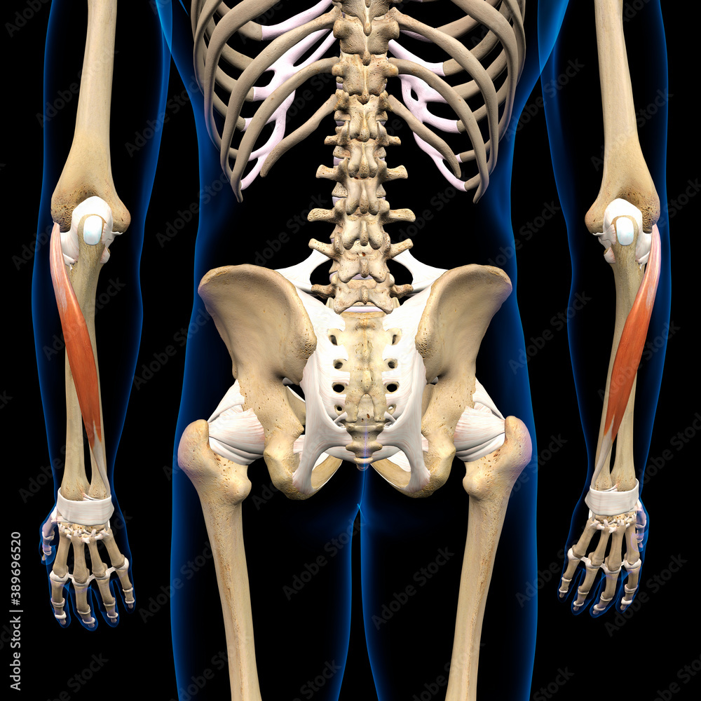 Poster Lower Arm Extensor Carpi Ulnaris Muscles Isolated on Male Human ...