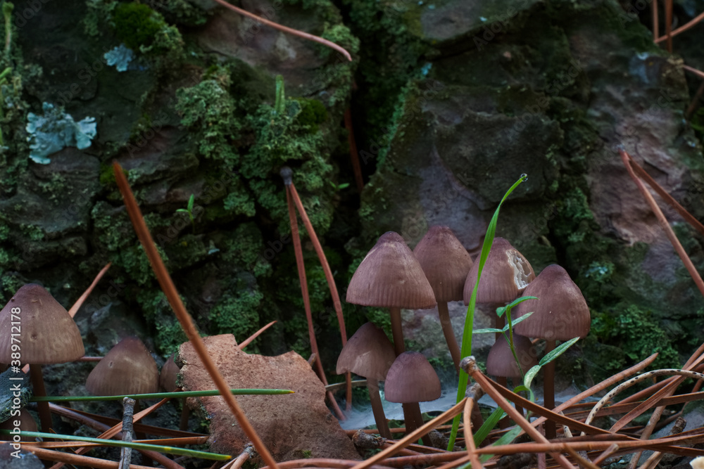 grzyb natura las flora macro Stock Photo | Adobe Stock