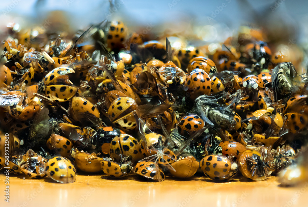 invasive species of Asian ladybug Stock Photo | Adobe Stock