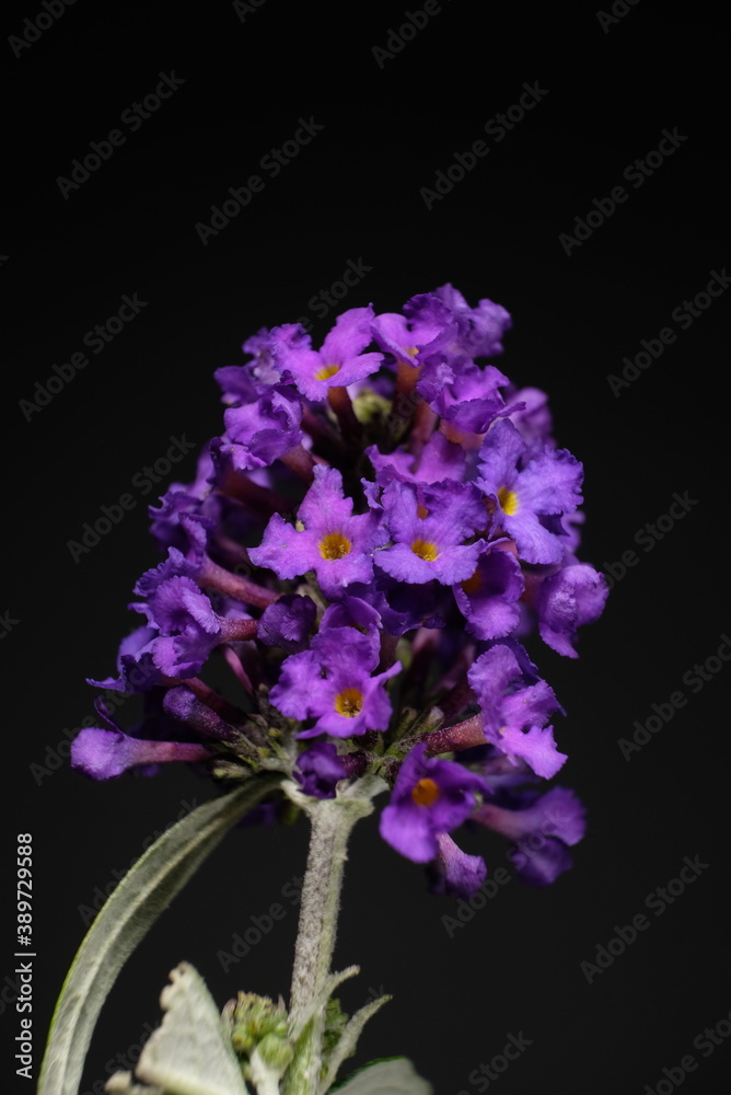 Close-up of the tiny flowers of a Summer lilac also known as butterfly ...