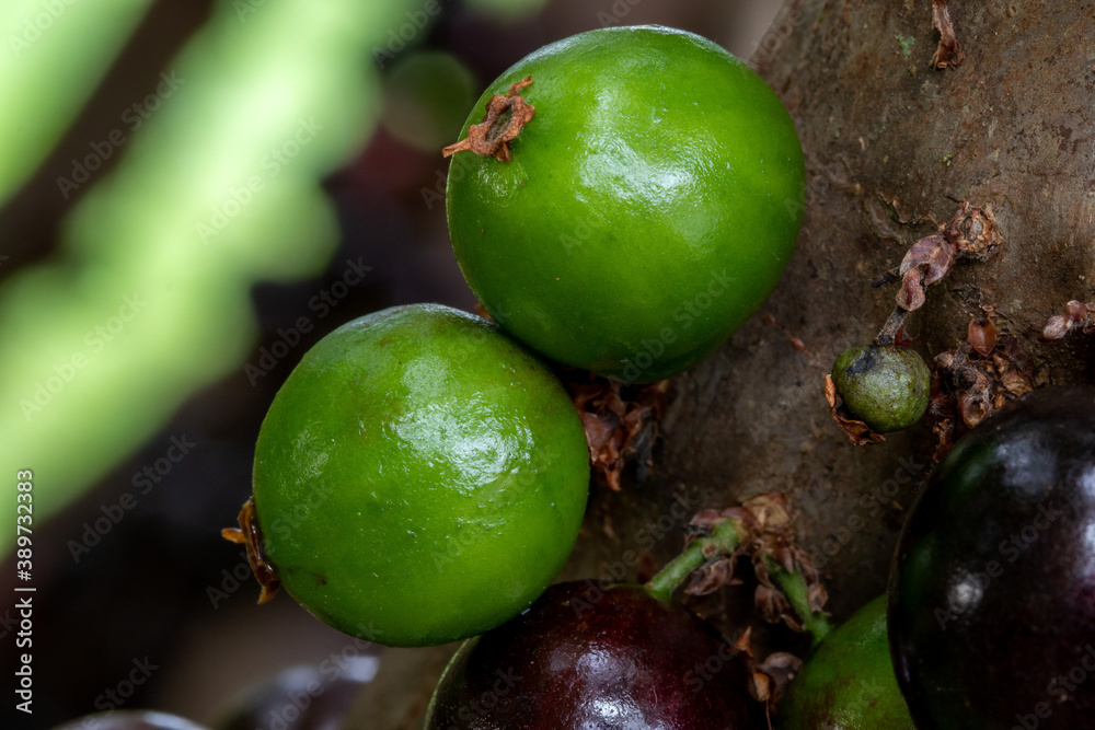 Jabuticaba season. The fruit of the jaboticaba growing on the tree ...
