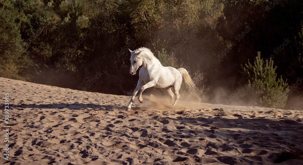 Beautiful white Arabian horse stallion running on desert dune by the ...