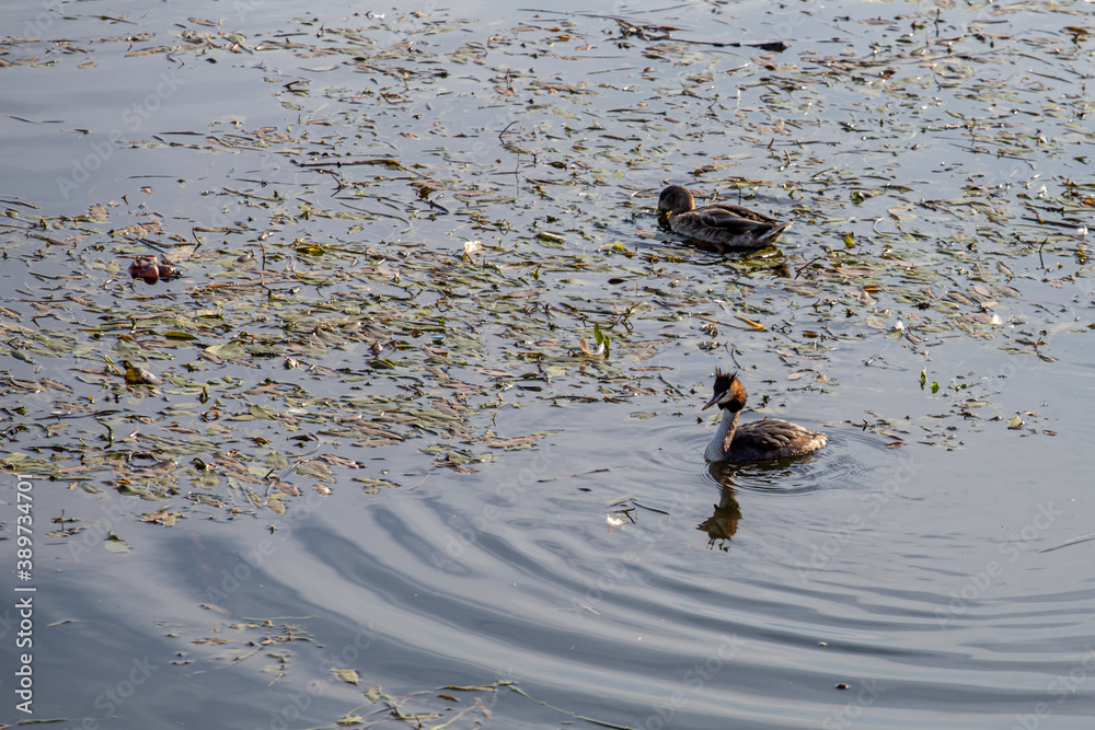 Ducks and one of great crested grebe (Podiceps cristatus) is a member ...
