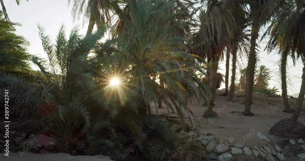 Low angle, sunset over trees in Saudi Arabia Stock Video | Adobe Stock