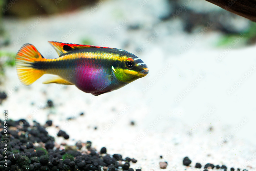 Colorful female Kribensis cichlid fish Stock Photo | Adobe Stock