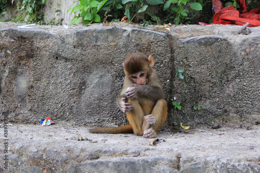 Rhesus Macaque (Macaca mulatta) scared and lonely cute small baby ...