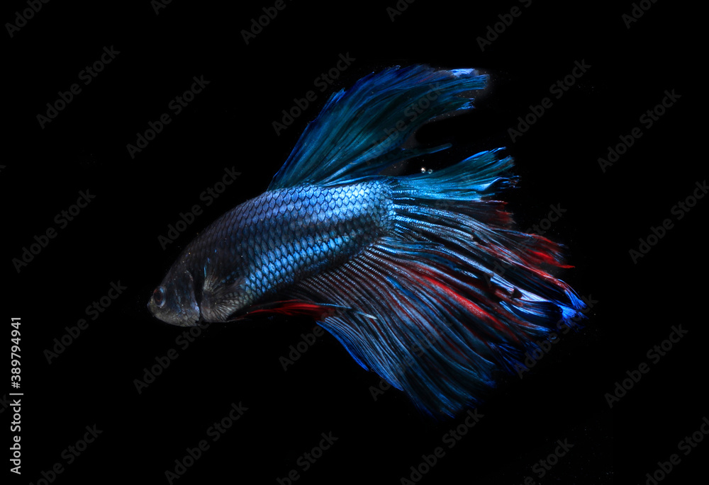 Beautiful BLue Giant Half Moon Betta fish, at Black background Stock ...