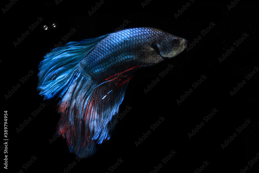 Beautiful BLue Giant Half Moon Betta fish, at Black background Stock ...
