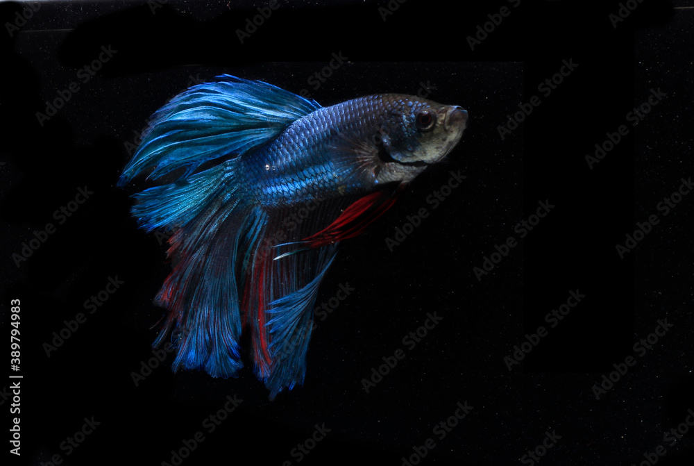 Beautiful BLue Giant Half Moon Betta fish, at Black background Stock ...