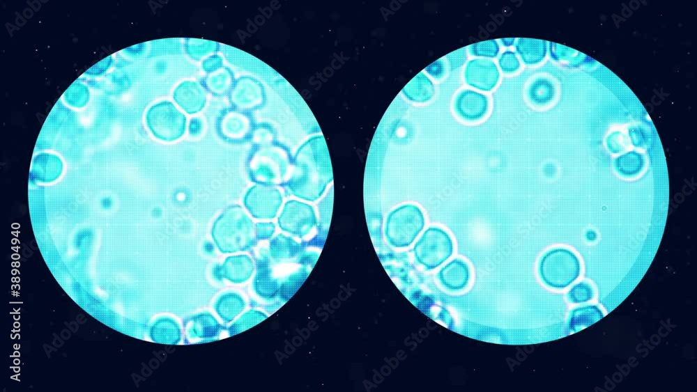 Using a microscope to spot the amoeba, a very small organism. Using a ...