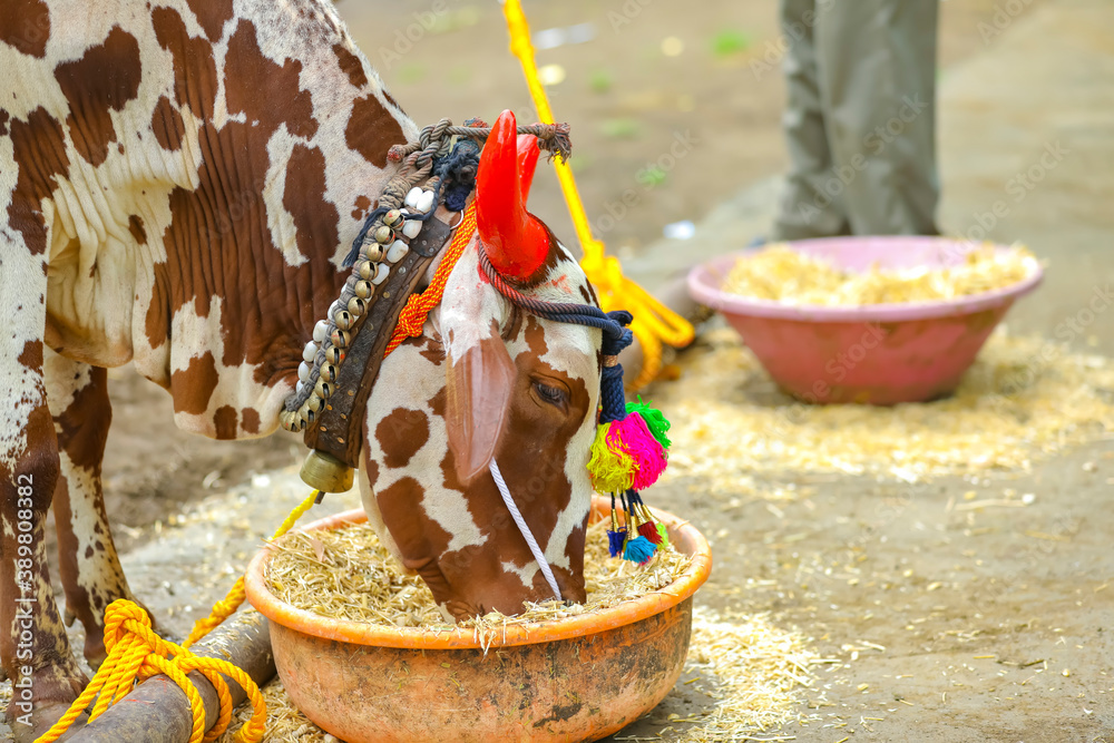 Foto de Indian pola festival , Pola is a festival respecting bulls and ...