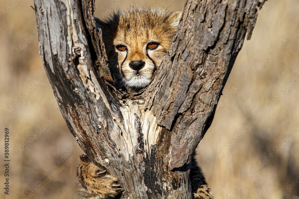 Cheetah cub Stock Photo | Adobe Stock