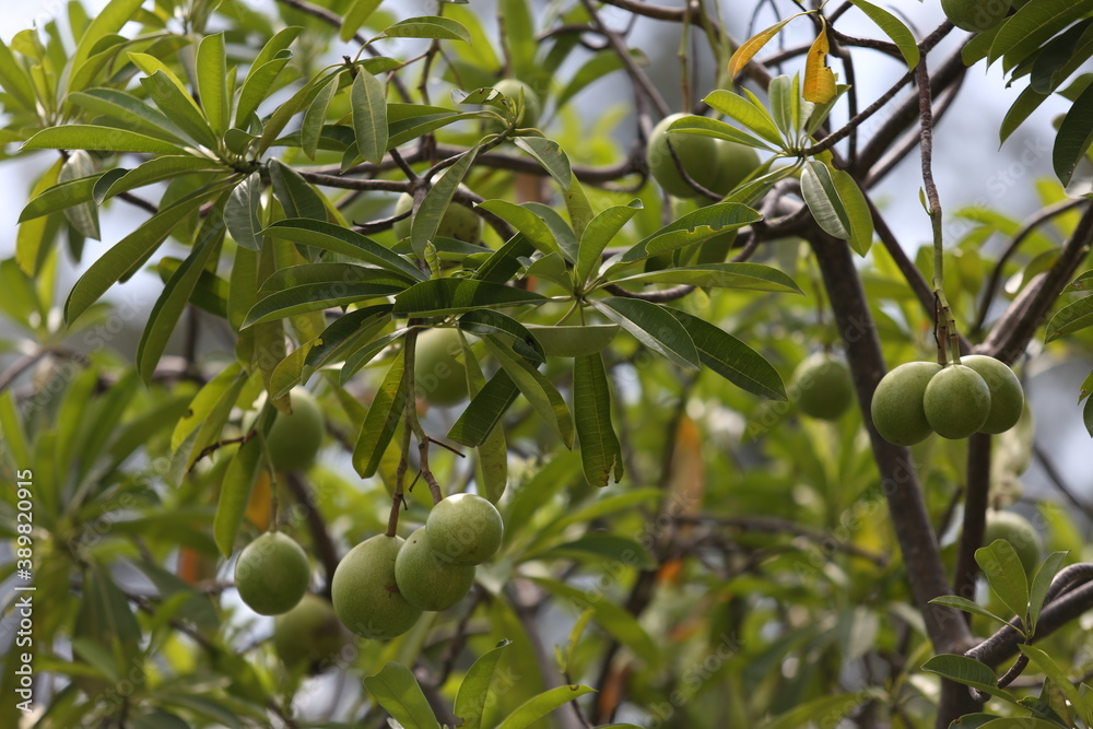 Fruit of the Sal tree Stock Photo | Adobe Stock