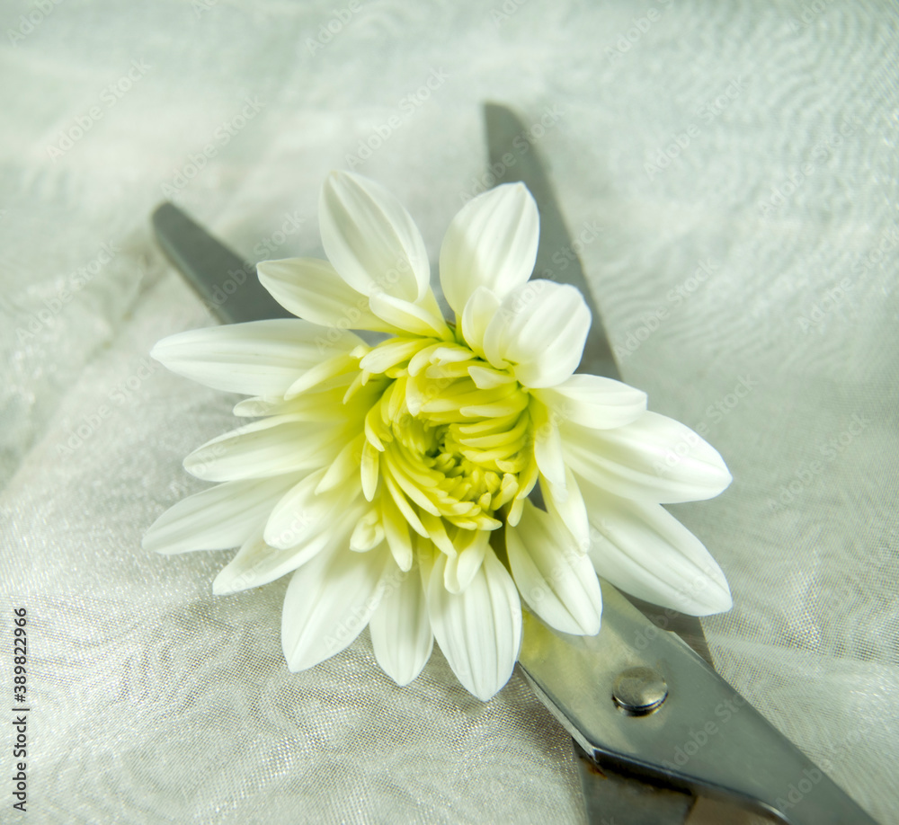 Foto de Representación de una flor cortada con unas tijeras. do Stock ...