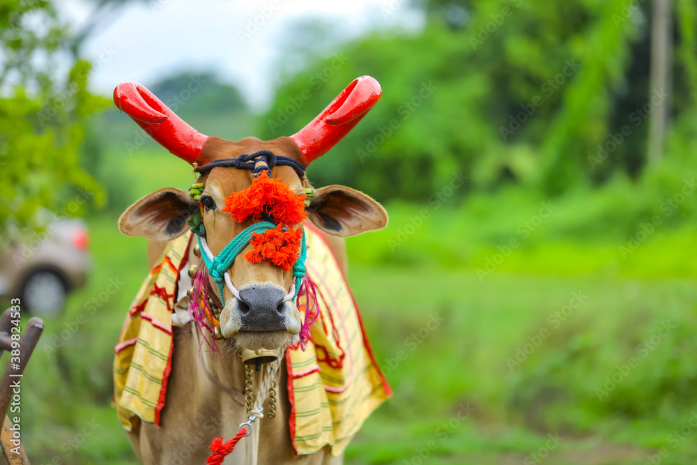 Indian pola festival , Pola is a festival respecting bulls and oxen ...