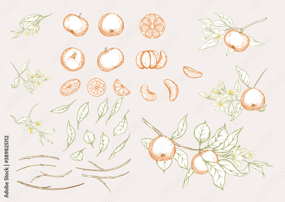 Mandarin, tangerine tree branch with fruits, flowers and leaves ...