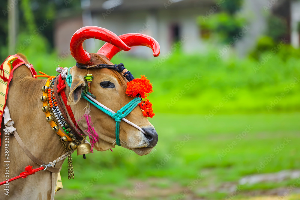 Fotka „Indian pola festival , Pola is a festival respecting bulls and ...