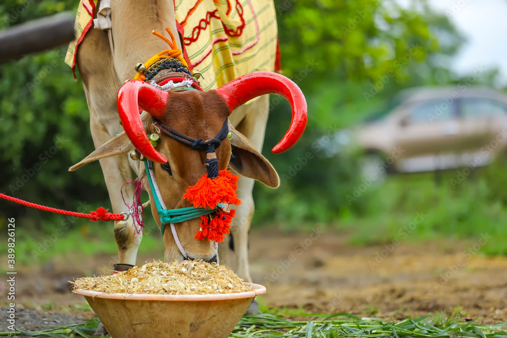Indian pola festival , Pola is a festival respecting bulls and oxen ...