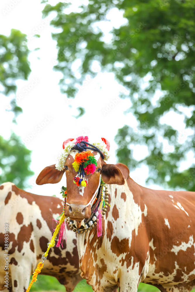 Indian Pola festival , ox festival. Stock Photo | Adobe Stock