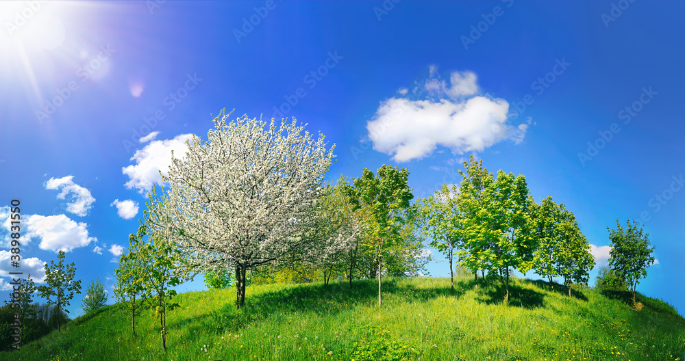 Beautiful bright spring landscape with blooming trees on hill in Park ...