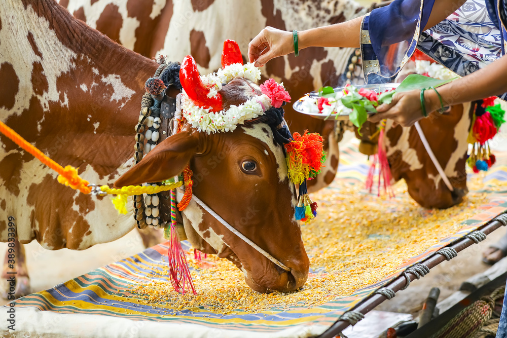 Indian women celebrating pola festival, pola is ox animal festival ...
