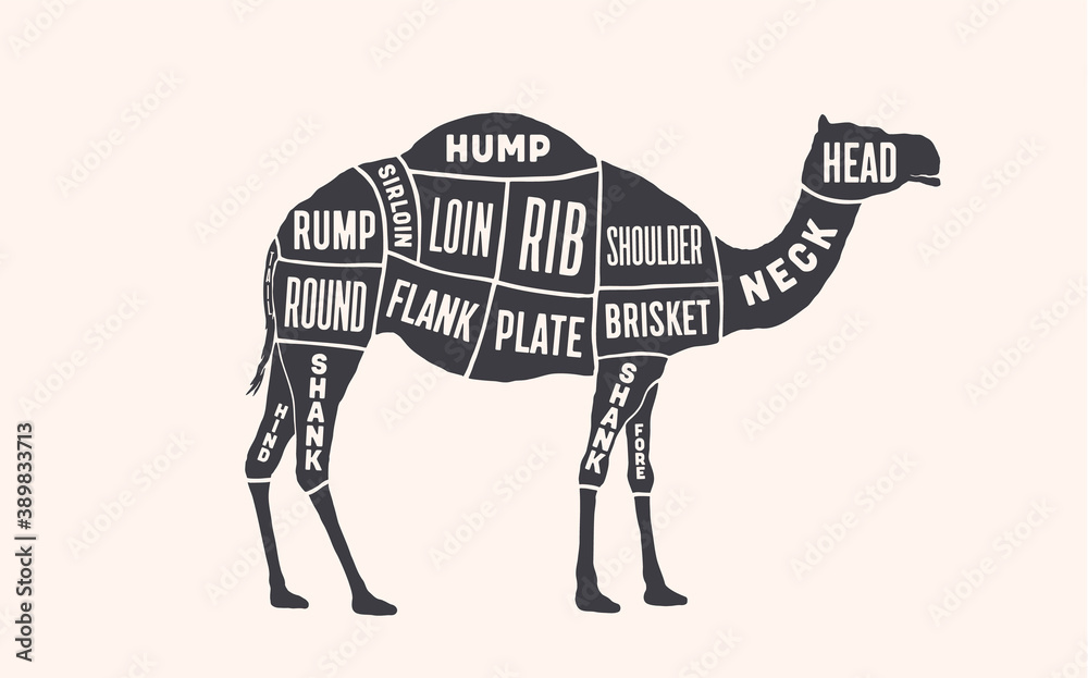 Camel, dromedary. Butcher guide scheme. Camel Chart. Vintage retro ...