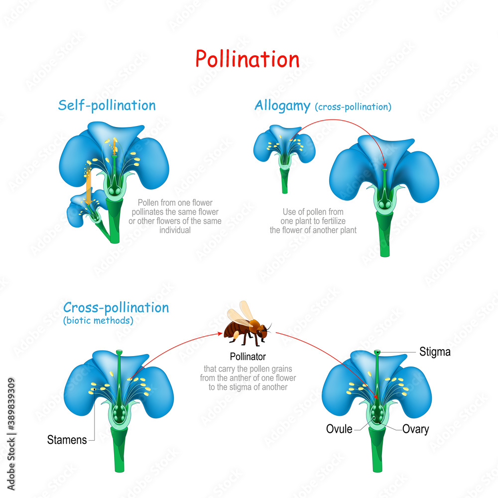 Pollination of the flower by bee Stock Vector | Adobe Stock