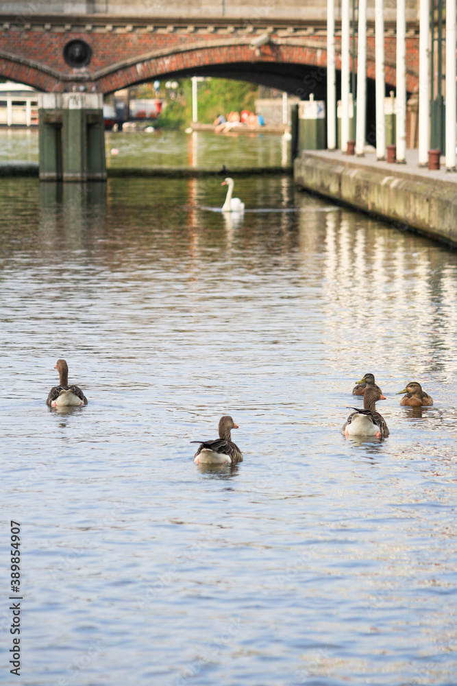 Flock of ducks swimming with a white swan swimming in background at ...