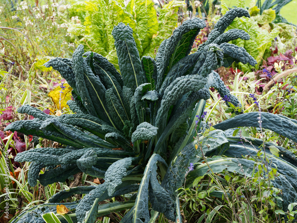 (Brassica oleracea palmifolia) Chou palmier 'Noir de Toscane' aux ...