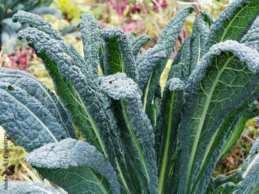Feuilles de Chou palmier 'Noir de Toscane' décoratives, texturées ...