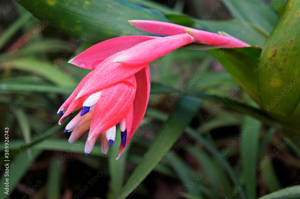 Bromeliad inflorescence (Billbergia sp.) on garden, Rio, Brazil Stock ...