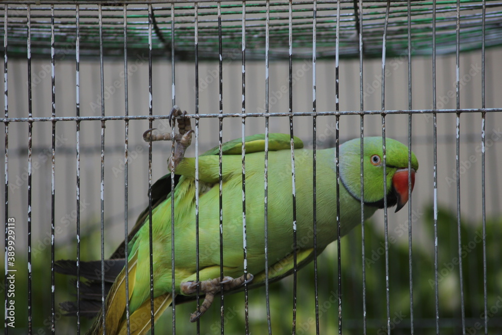 Green grumpy parrots in the cage, Green Parrots behind steel cage ...