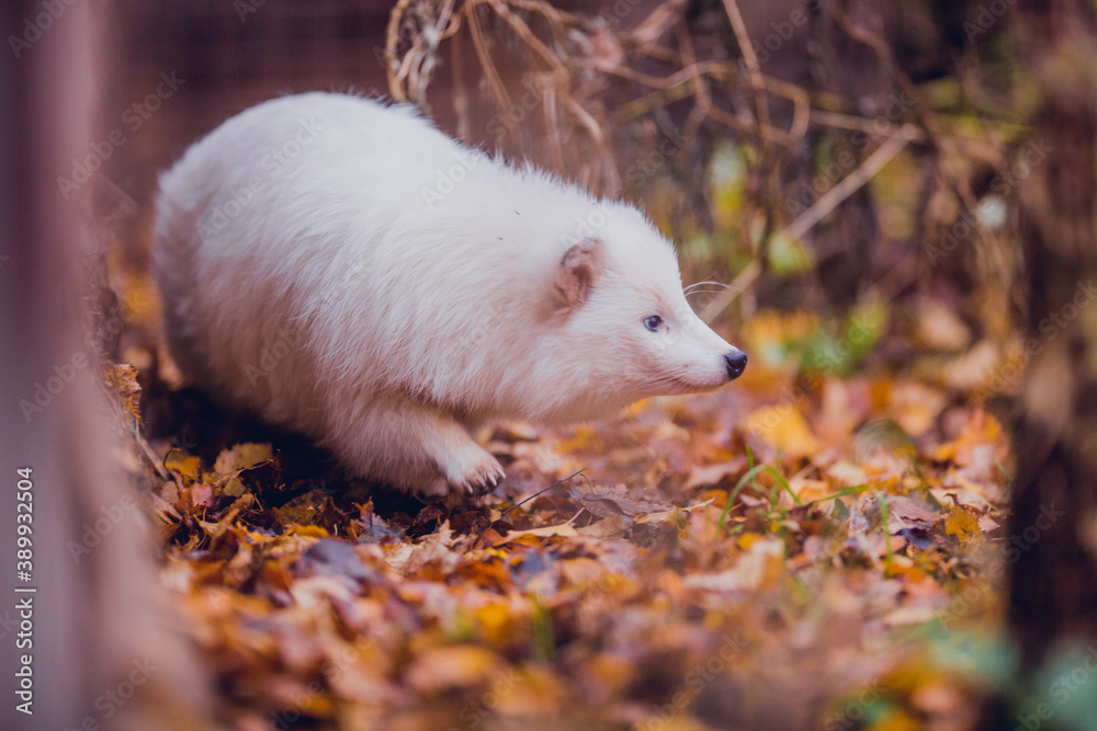 A very beautiful white raccoon dog with blue eyes on a walk in the ...