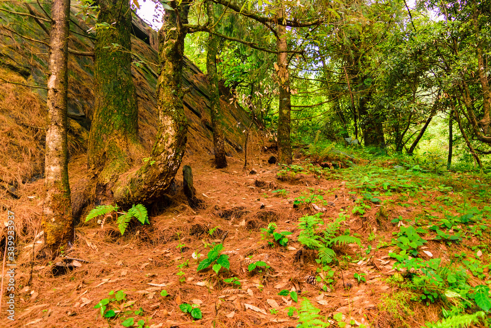 Dry Needle leaves shedded by pine a conifer resinous tree, acidic ...