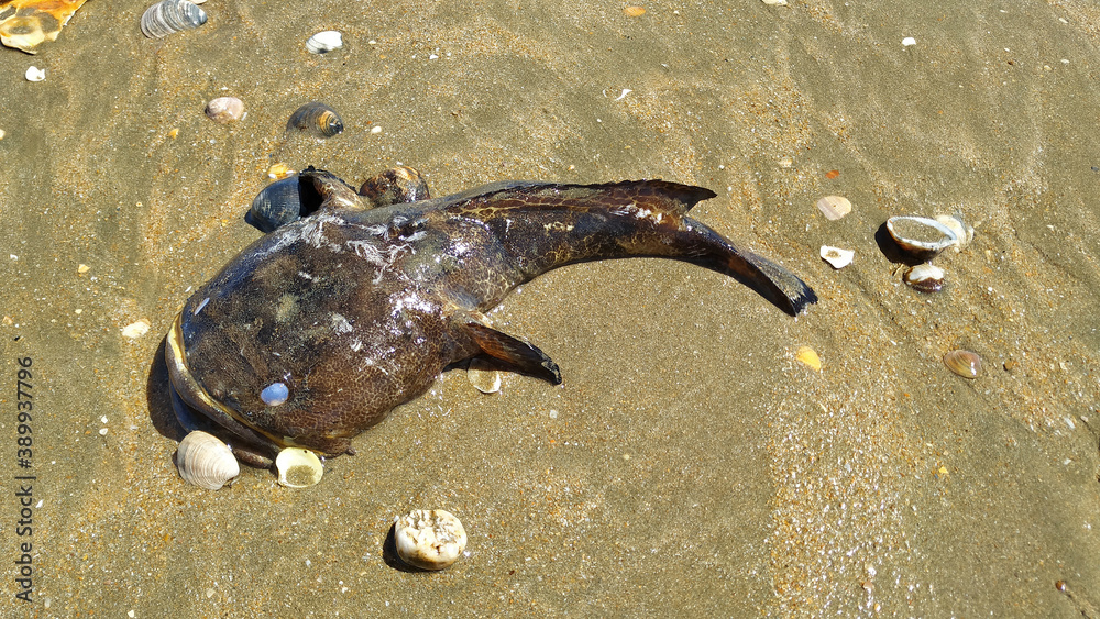 A specimen of the Lusitanian toadfish (Halobatrachus didactylus), a ...