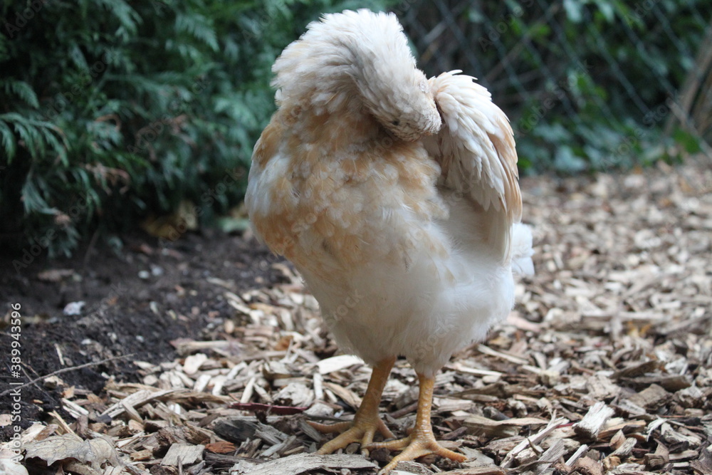 Lustiges Huhn riecht unter der Achsel (Flügel), Achsel,Deo,riechen,Tier ...