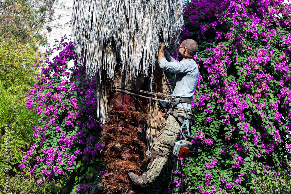 Man working at the top of a palm tree pruning the leaves helping ...