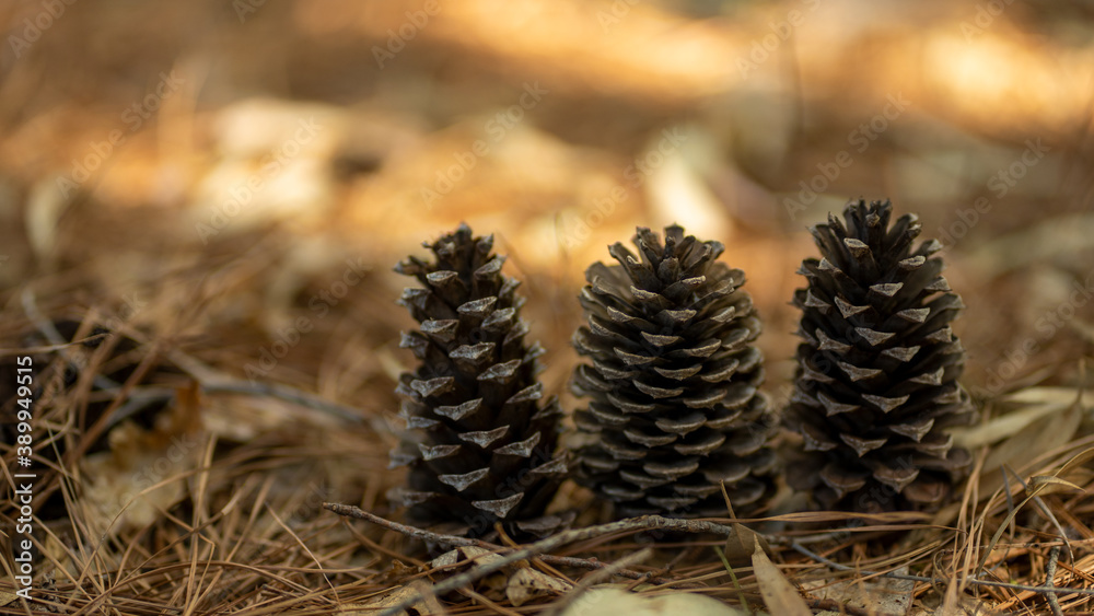 naturaleza, piñas de pino, árbol, piñas, macro, insecto, café, verde ...