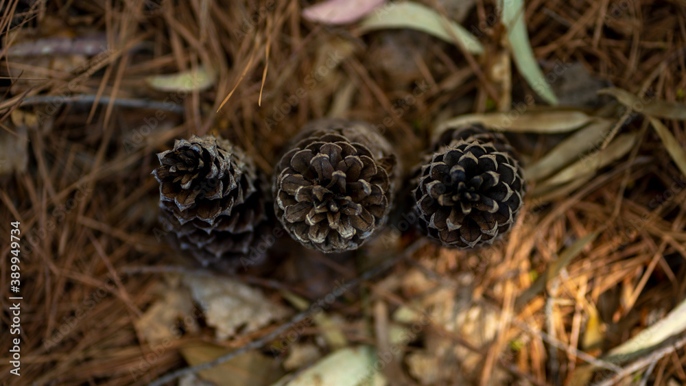 naturaleza, piñas de pino, árbol, piñas, macro, insecto, café, verde ...