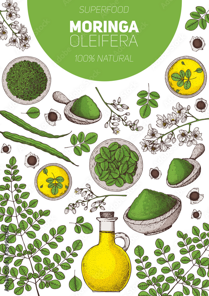 Moringa hand drawn illustration. Organic healthy food. Moringa leaves ...