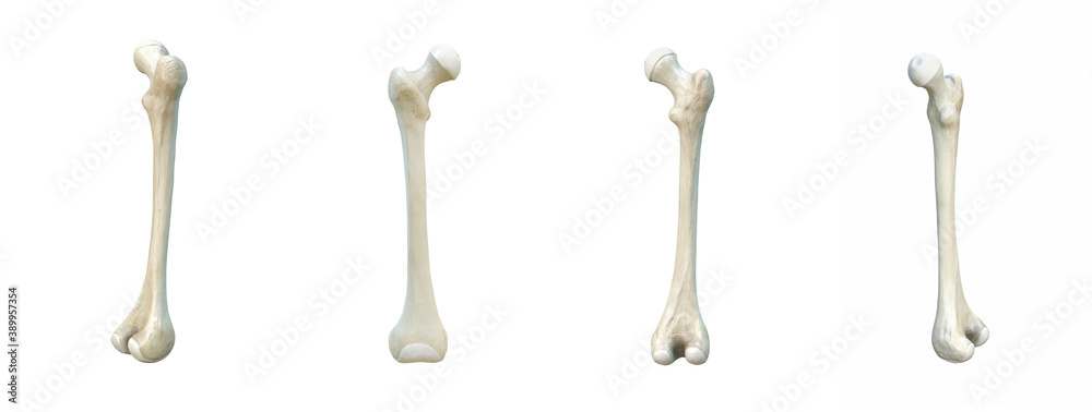Right human femur bone, black background, 3d rendering Stock ...