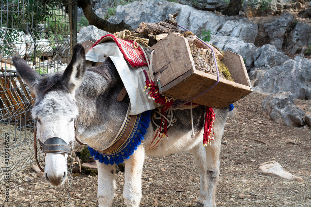 Burro engalonado con equipo de trabajo Stock Photo | Adobe Stock