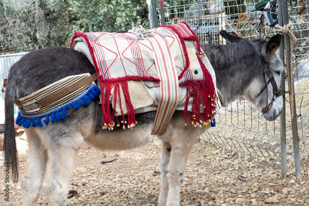 Burro engalonado con equipo de trabajo Stock Photo | Adobe Stock