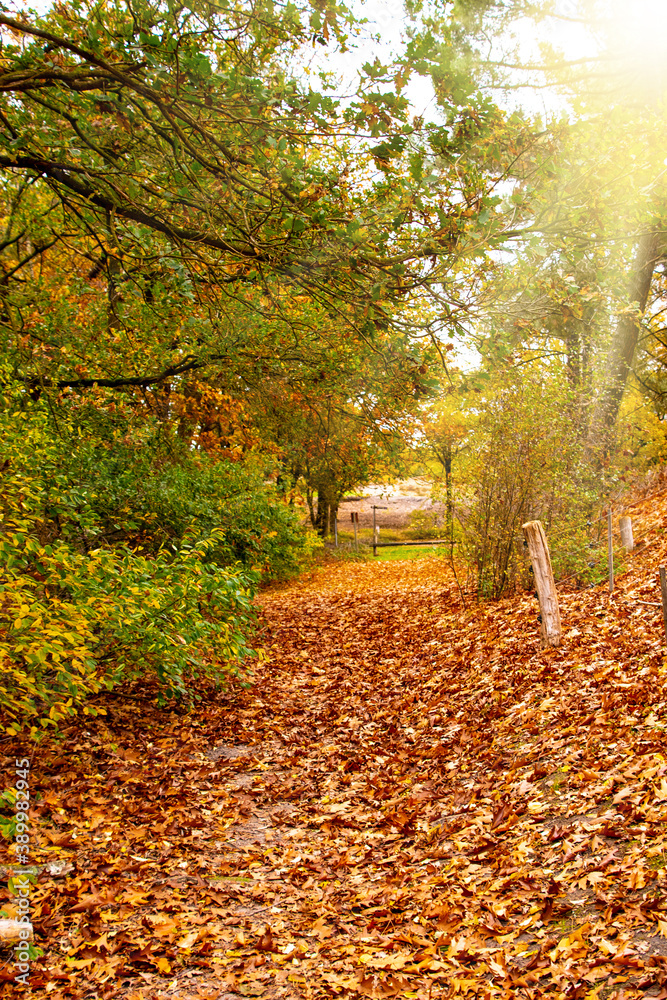 Fall forest landscape. Dry fall leaves covering the ground and forest ...