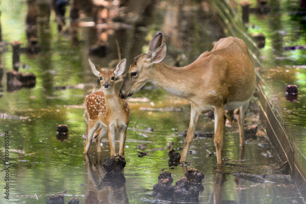 Baby Deer And Mother