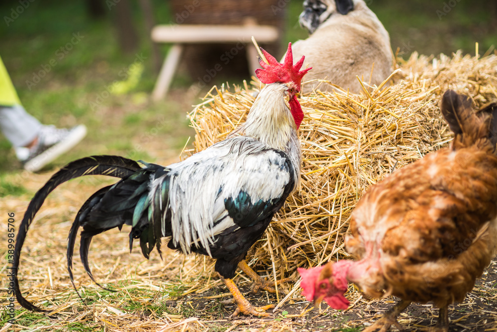 Colorful rooster with brown hen pecking seeds together on ground near ...
