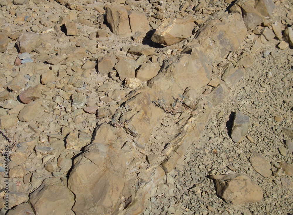 Suelo rocoso en el desierto mexicano Stock Photo | Adobe Stock