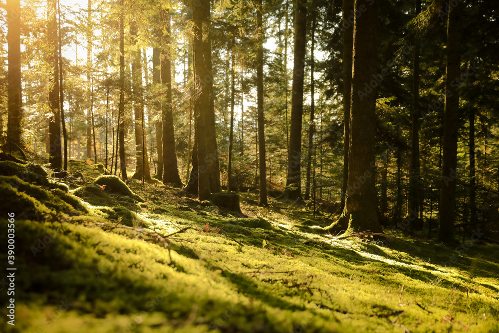Coucher de soleil dans la forêt. Bois durant l'automne. Clairière de ...