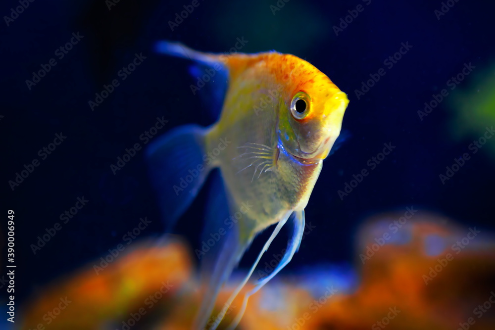Angelfish in deep water . Illuminated aquarium fish Stock Photo | Adobe ...
